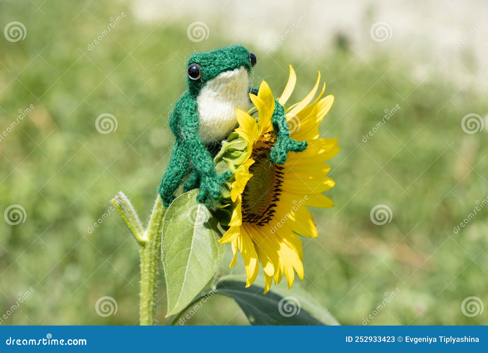 Frog And Sunflower Stock Photography | CartoonDealer.com #36581540