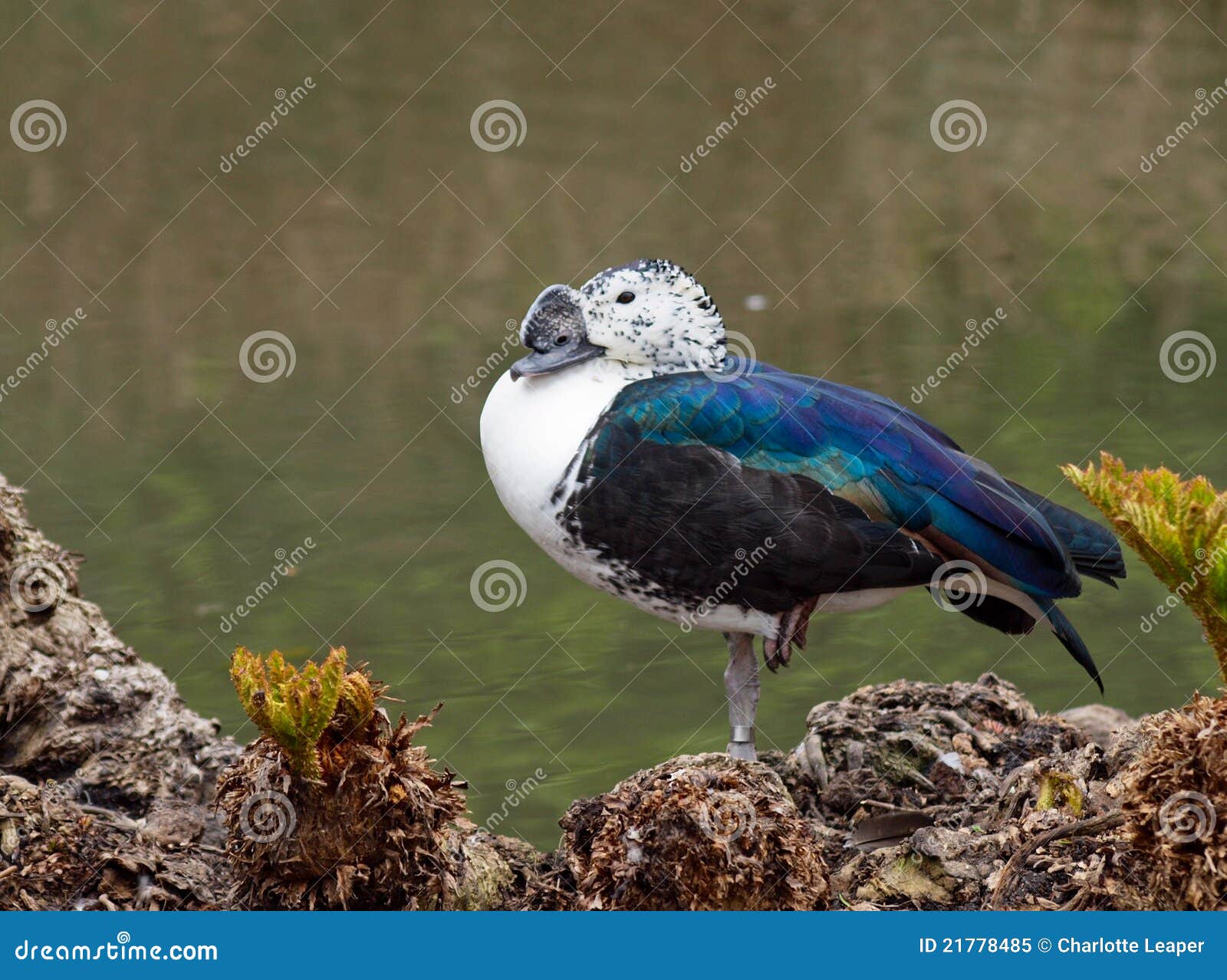 Knob billed Comb Duck stock image. Image of unusual, colourful - 21778485