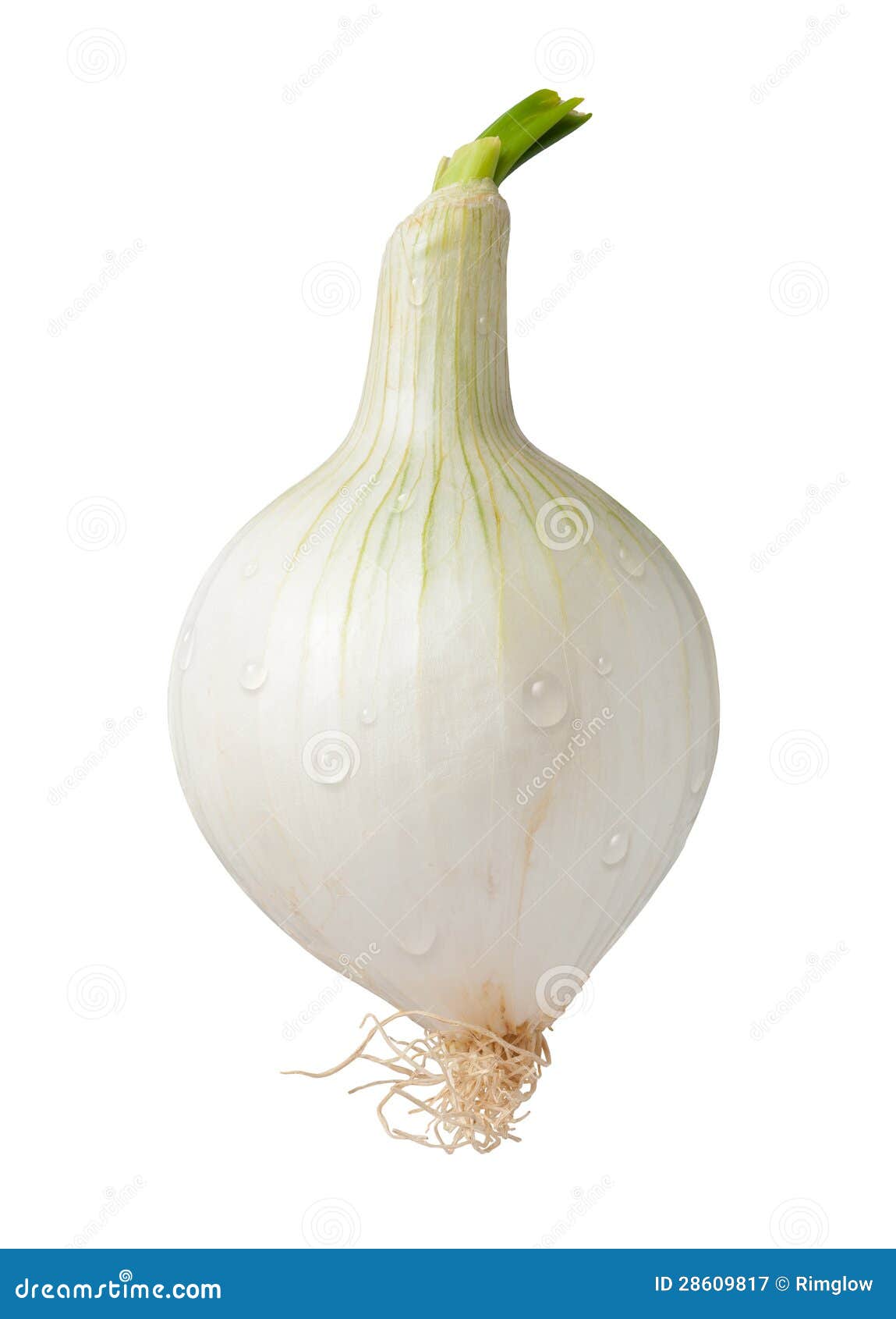 Knob Onion Isolated with Clipping Path Stock Image - Image of fresh ...