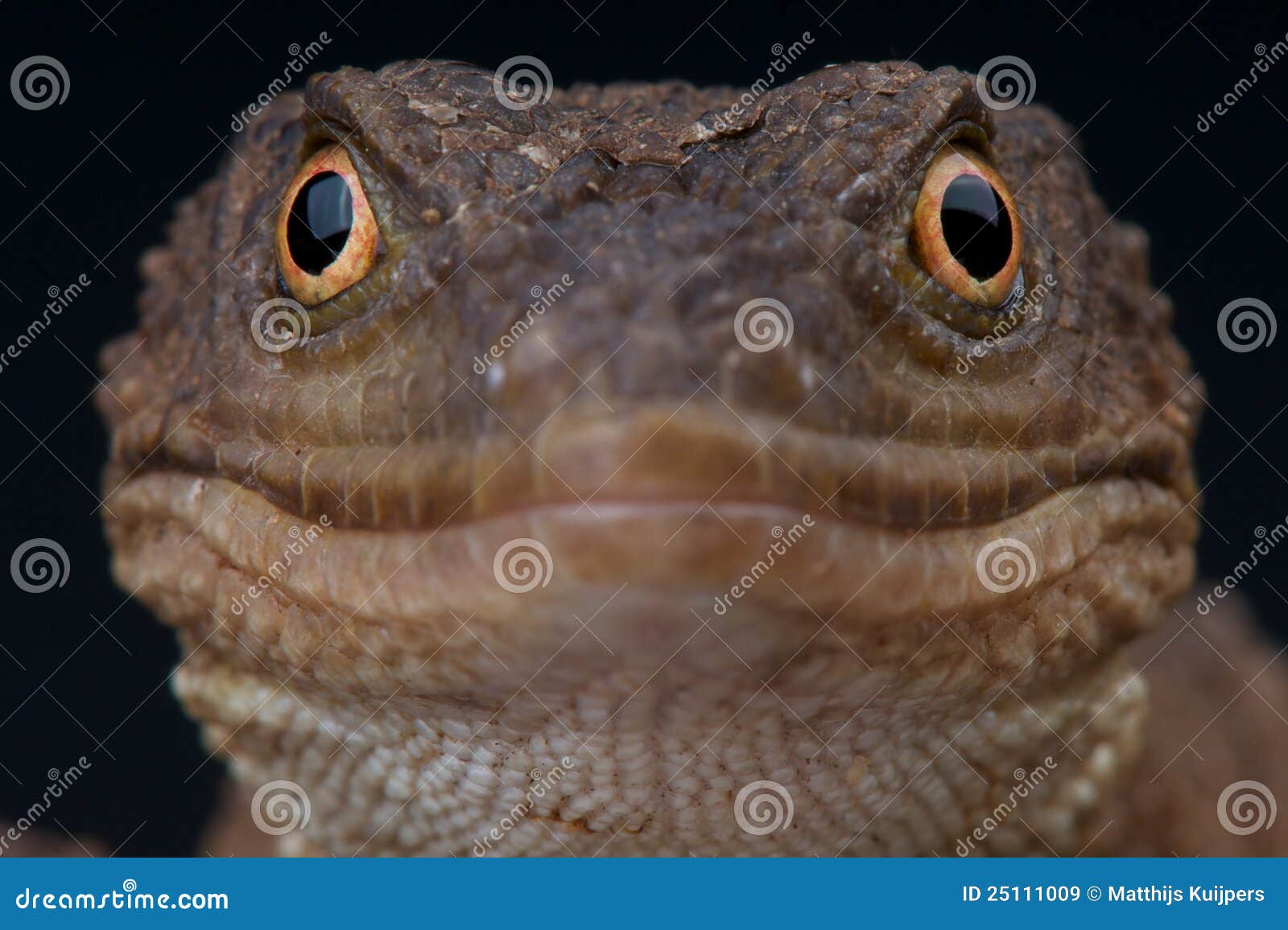 Knob-scaled lizard stock image. Image of scale, wildlife - 25111009