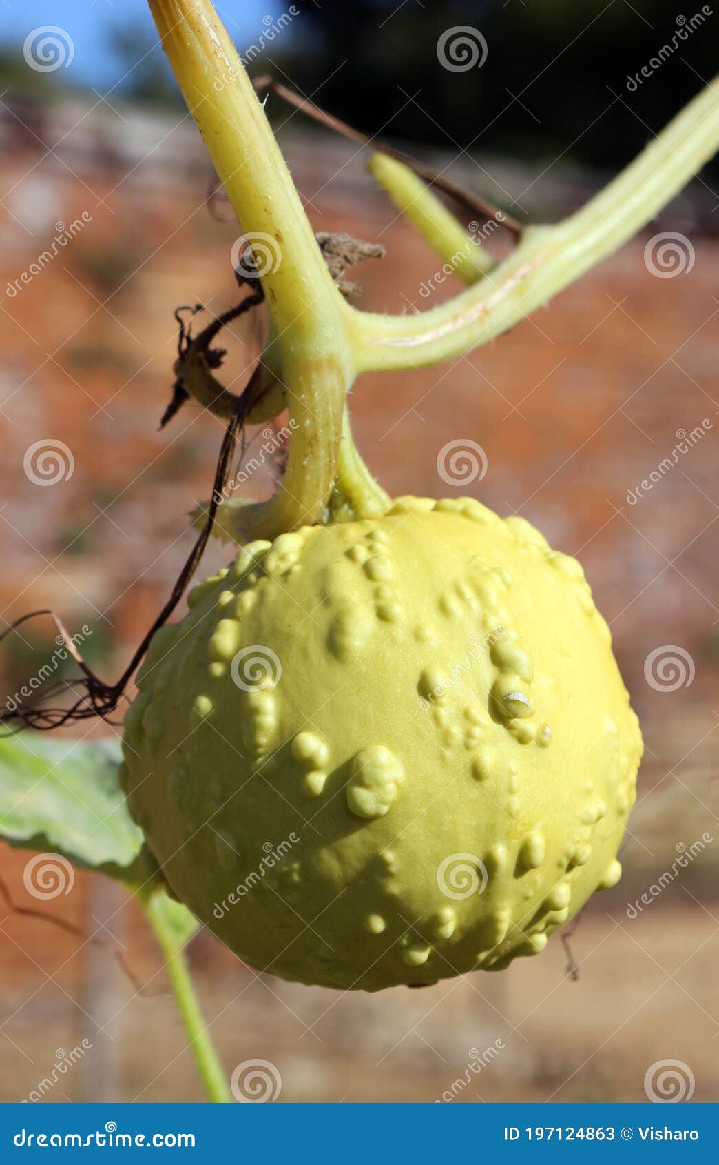 Knobbly gourd stock image. Image of growing, plant, background - 197124863