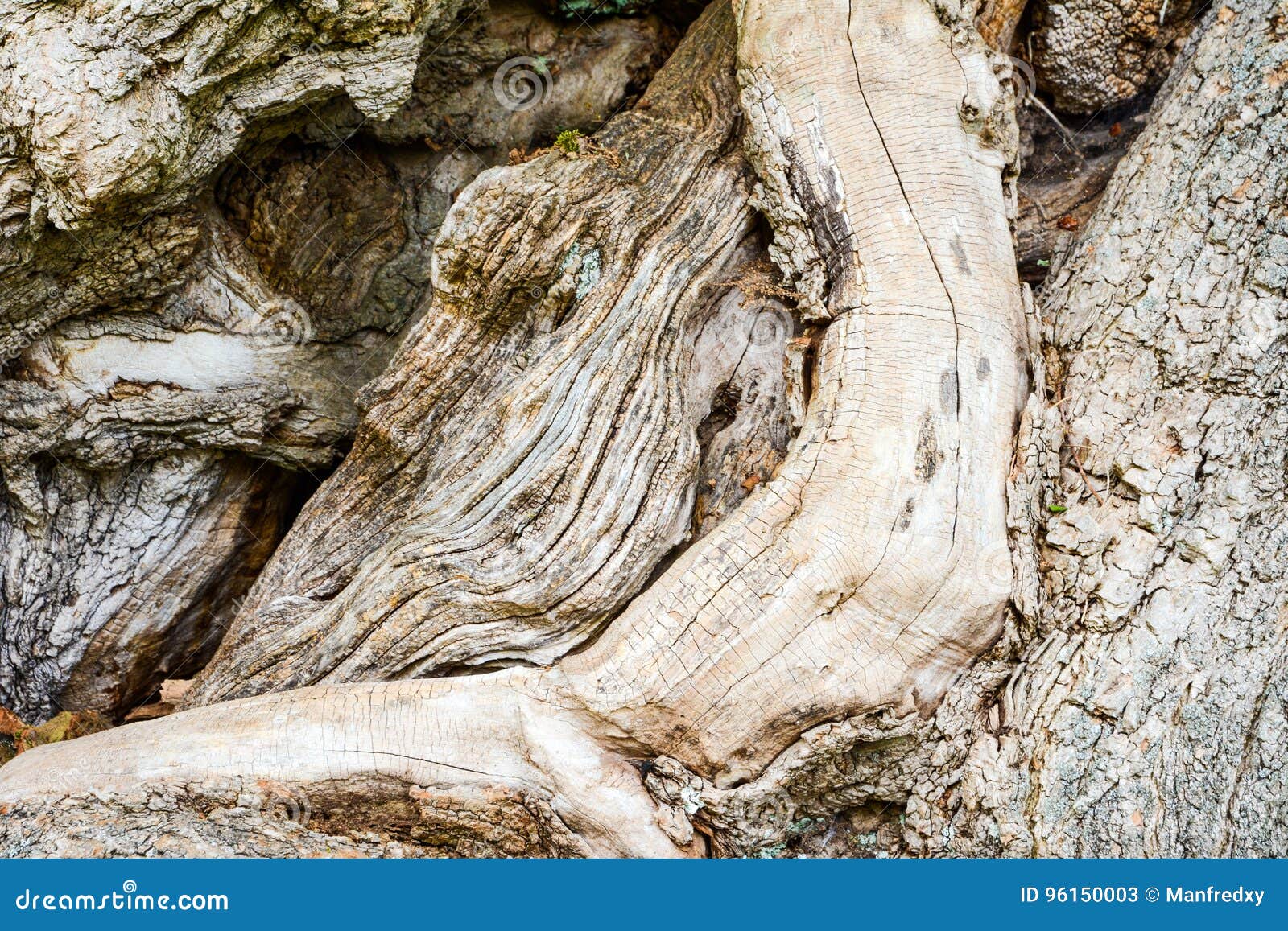 Knobby bark of an old tree stock image. Image of rough - 96150003