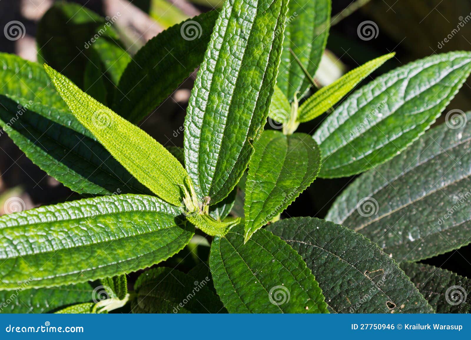 Knobby Leafs stock photo. Image of nature, details, forest - 27750946