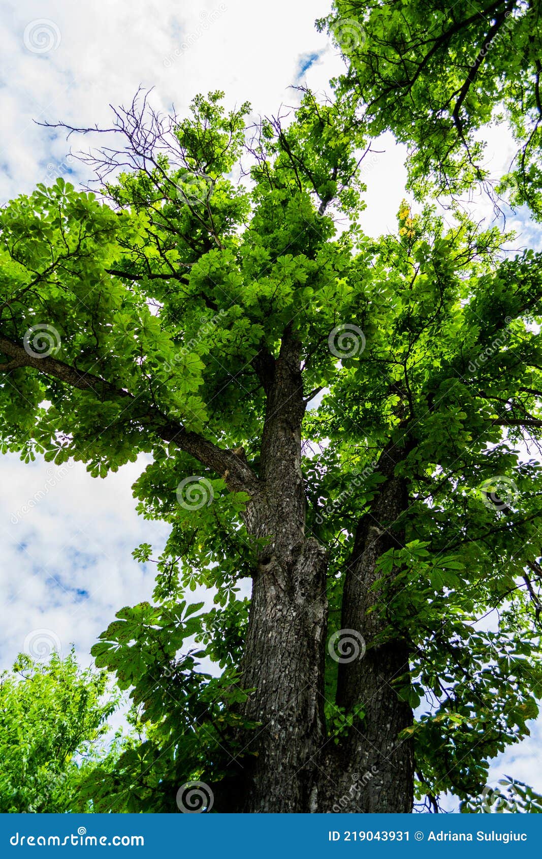 Knobby tree trunk stock image. Image of knobbed, gnarled - 219043931