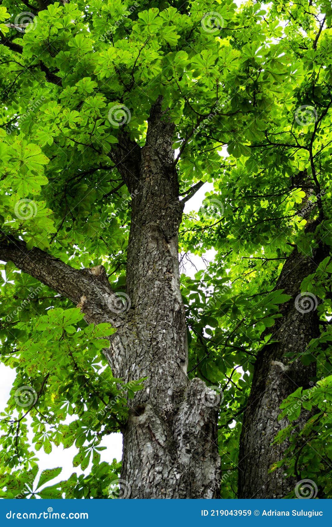 Knobby tree trunk stock image. Image of fresh, foliage - 219043959