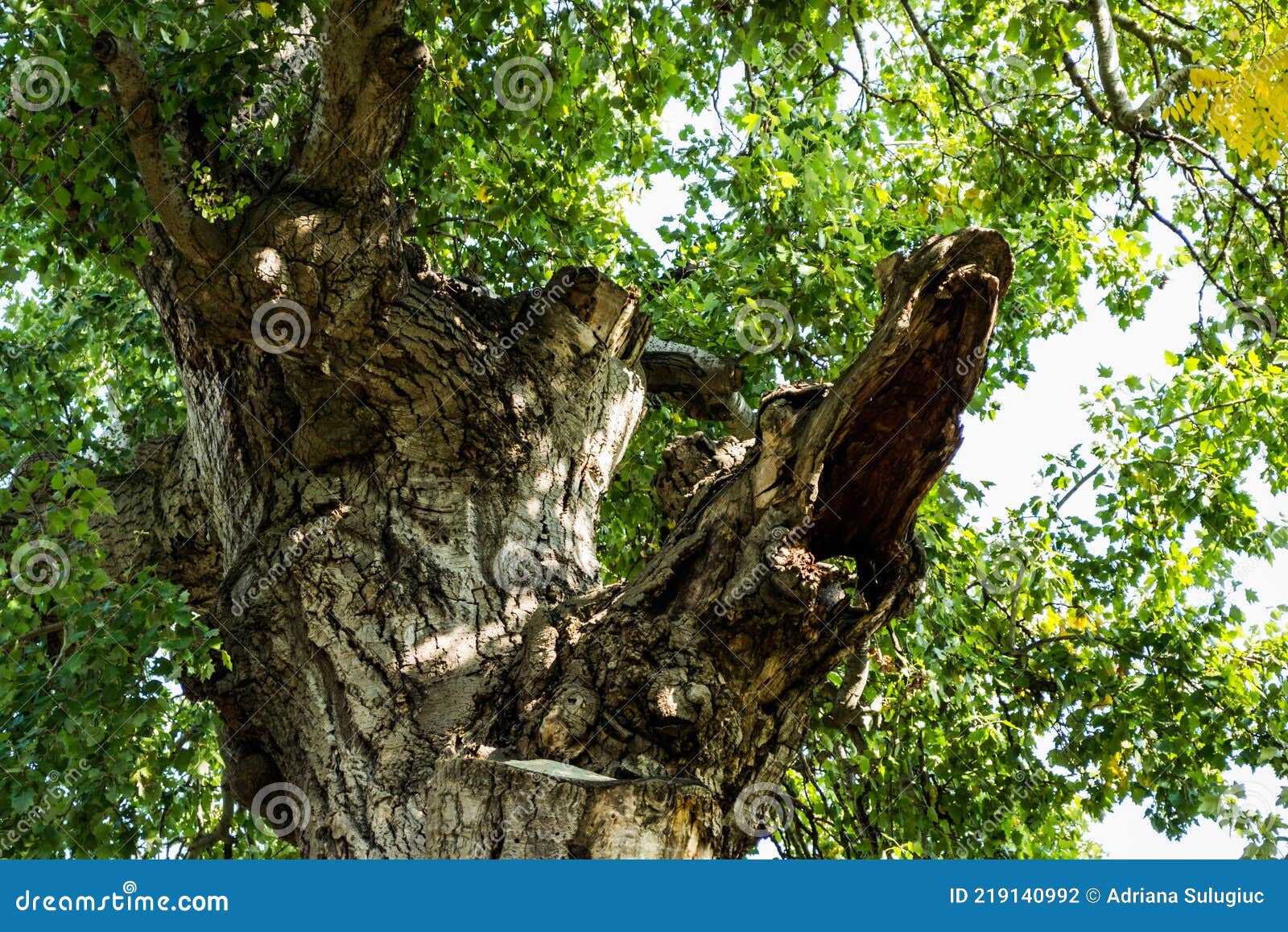 Knobby tree trunk stock photo. Image of natural, gnarled - 219140992