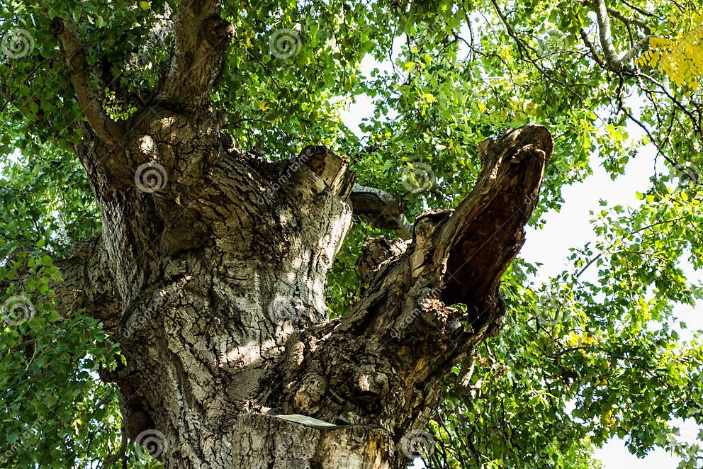 Knobby tree trunk stock photo. Image of natural, gnarled - 219140992