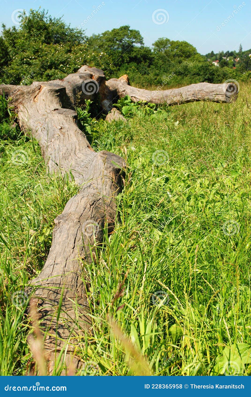 Knobby tree log stock photo. Image of trunk, landscape - 228365958