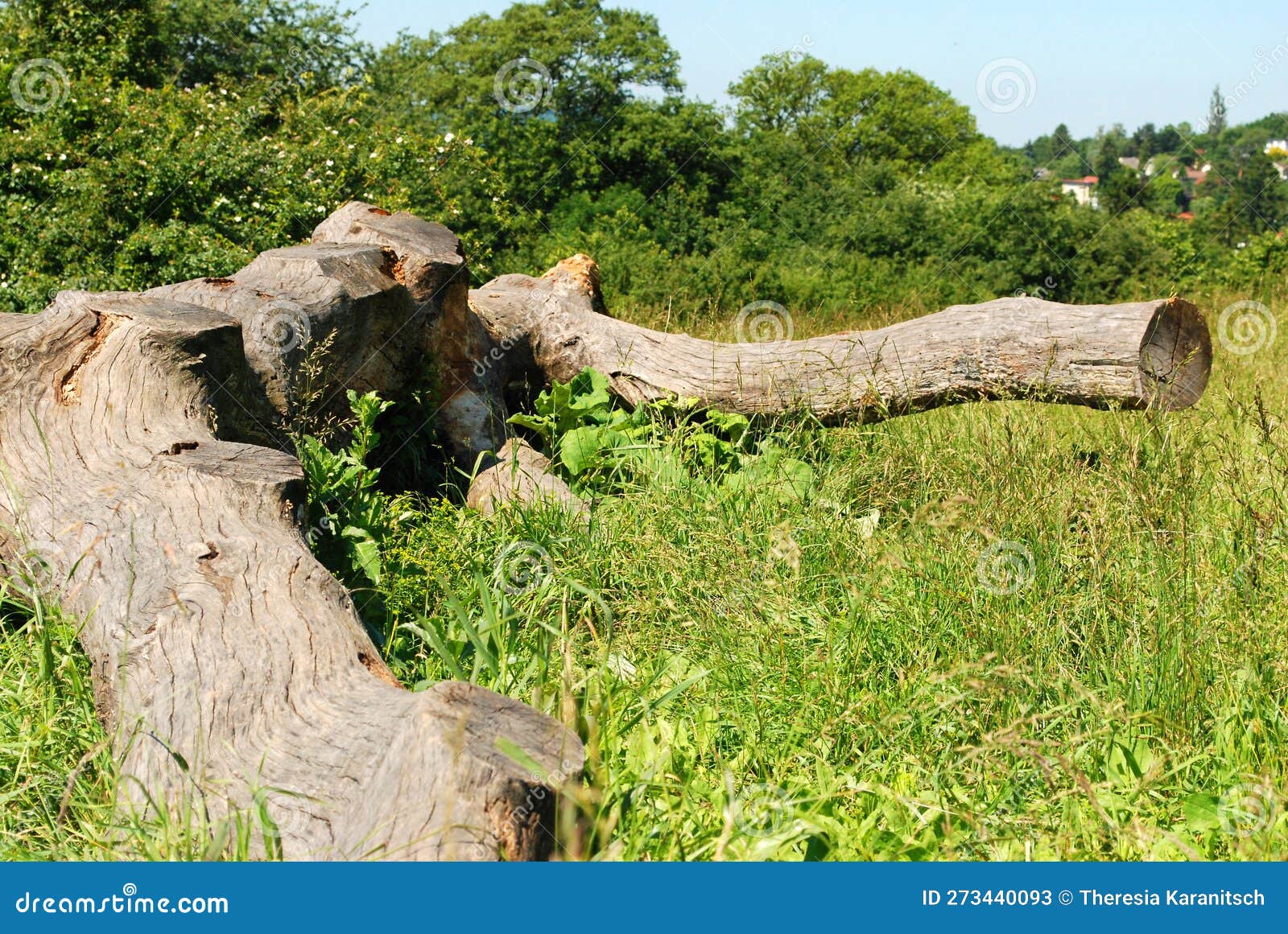 Knobby tree log stock image. Image of knobby, jungle - 273440093