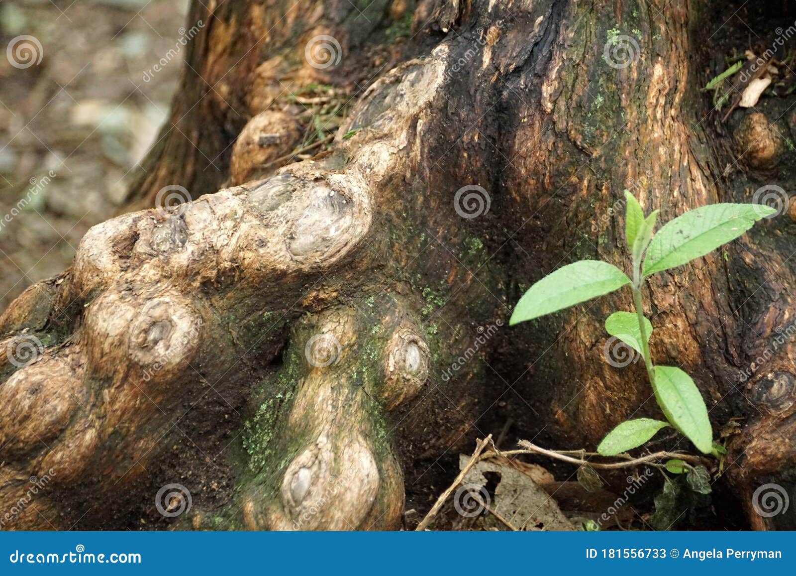 Knobby tree roots stock image. Image of gnarled, america - 181556733