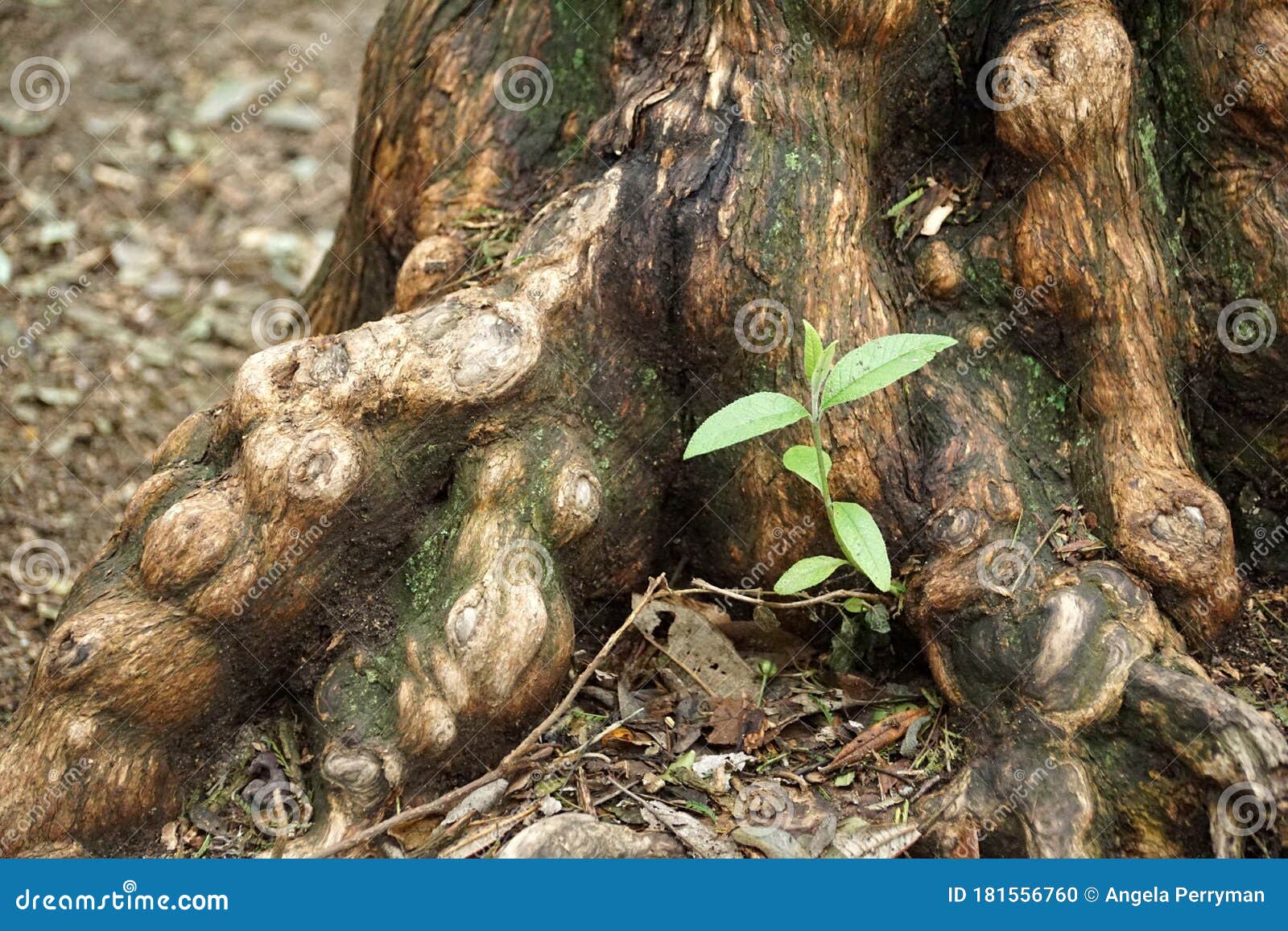 Knobby tree roots stock photo. Image of latin, jerusalem - 181556760