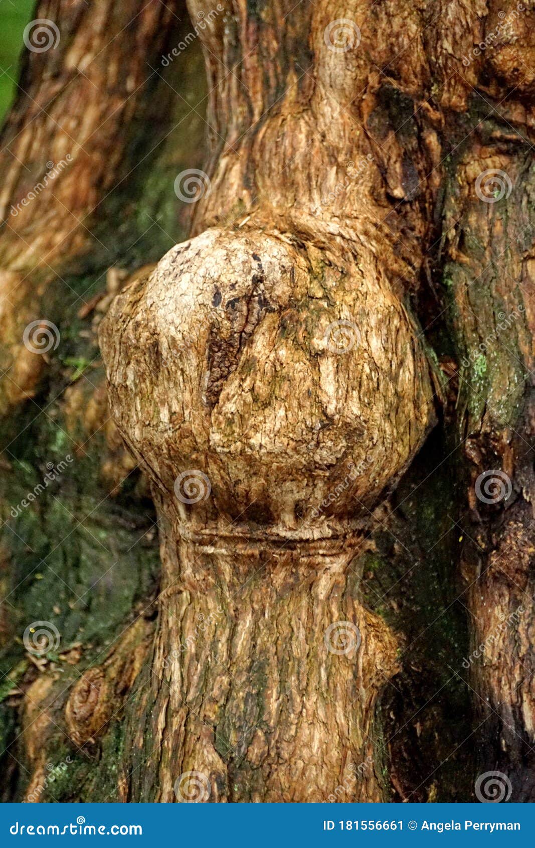 Knobby tree trunk stock image. Image of america, south - 181556661