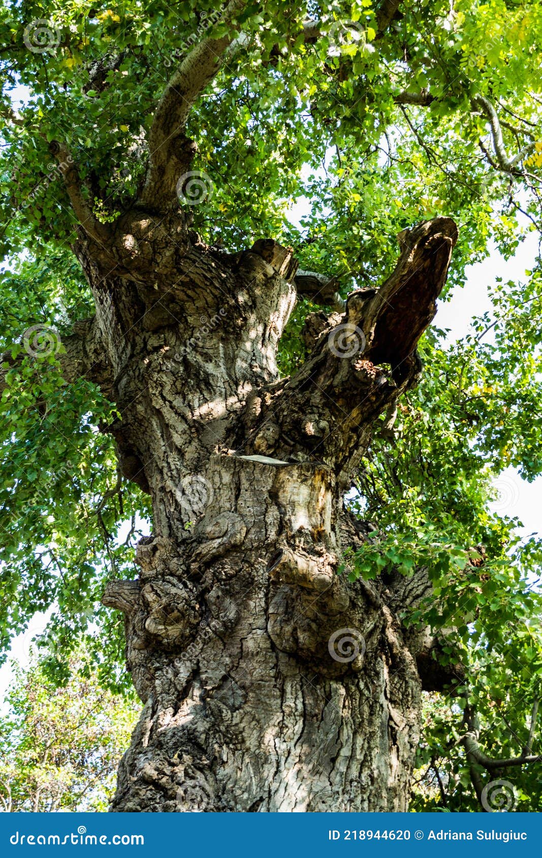 Knobby tree trunk stock photo. Image of ancient, knob - 218944620
