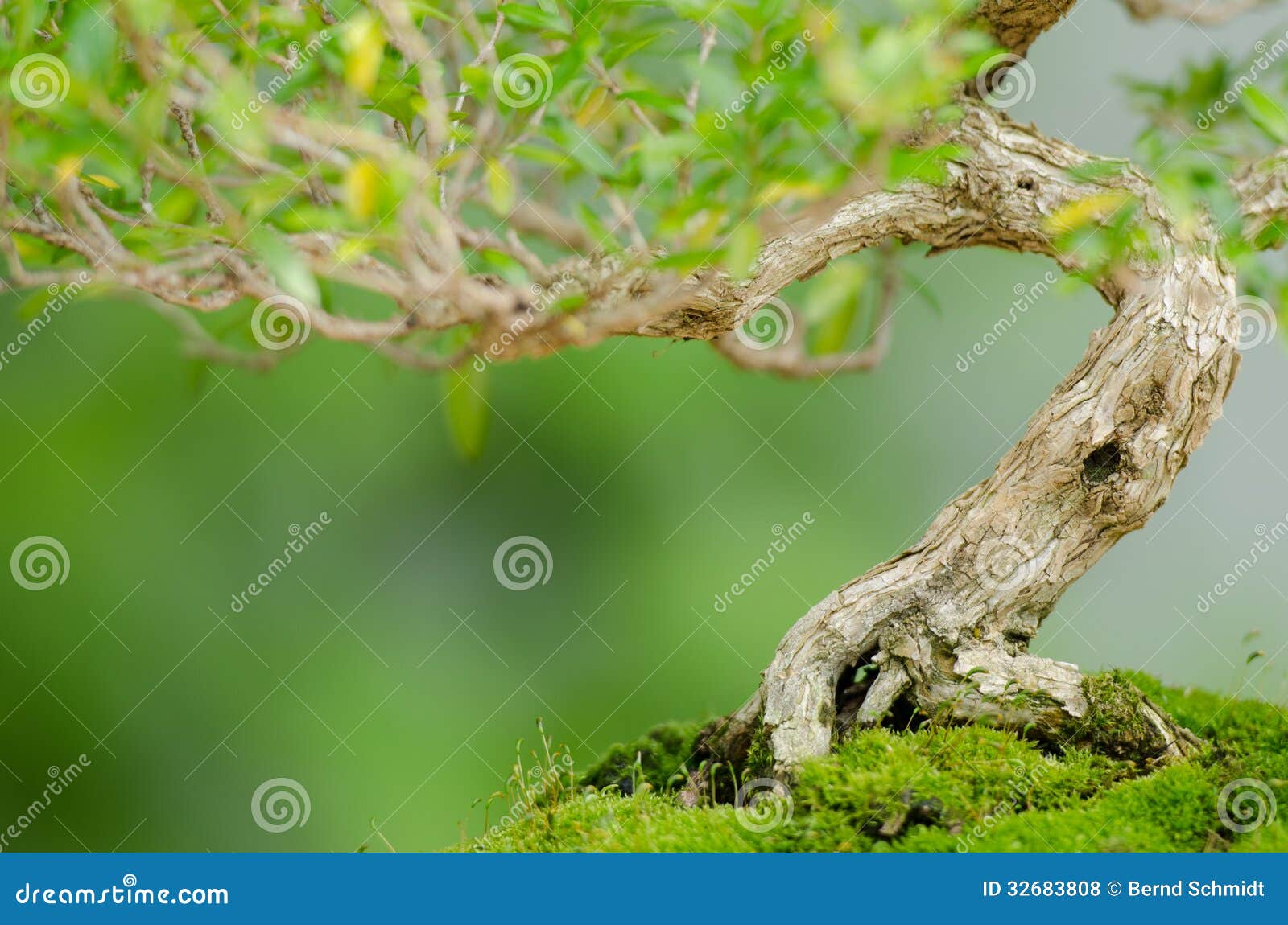 Knobby Trunk of an Old Snowrose Bonsai Tree Stock Photo - Image of ...