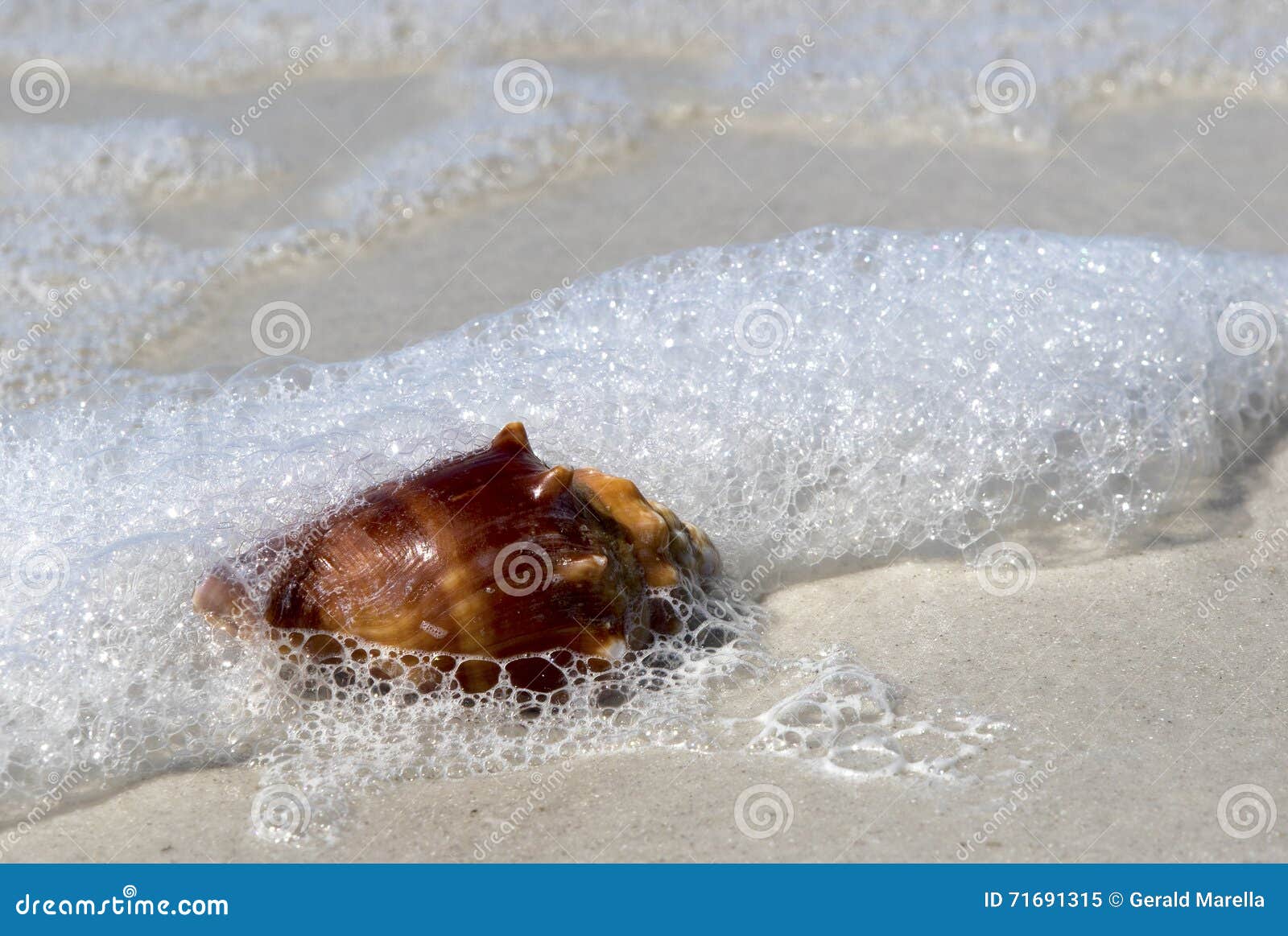 Knobby Whelk Shell on Beach. Stock Image - Image of beach, knobby: 71691315