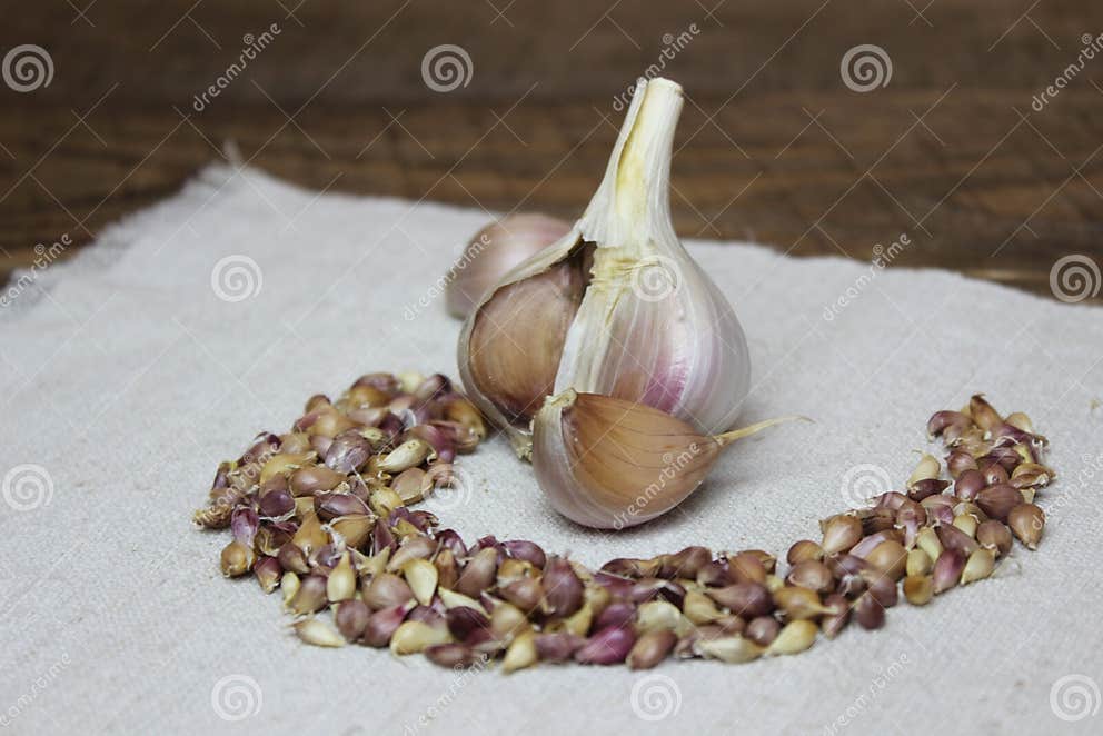 Knoblauch Mit Samen Auf Leinenstoff Stockfoto - Bild von leben, hülse ...