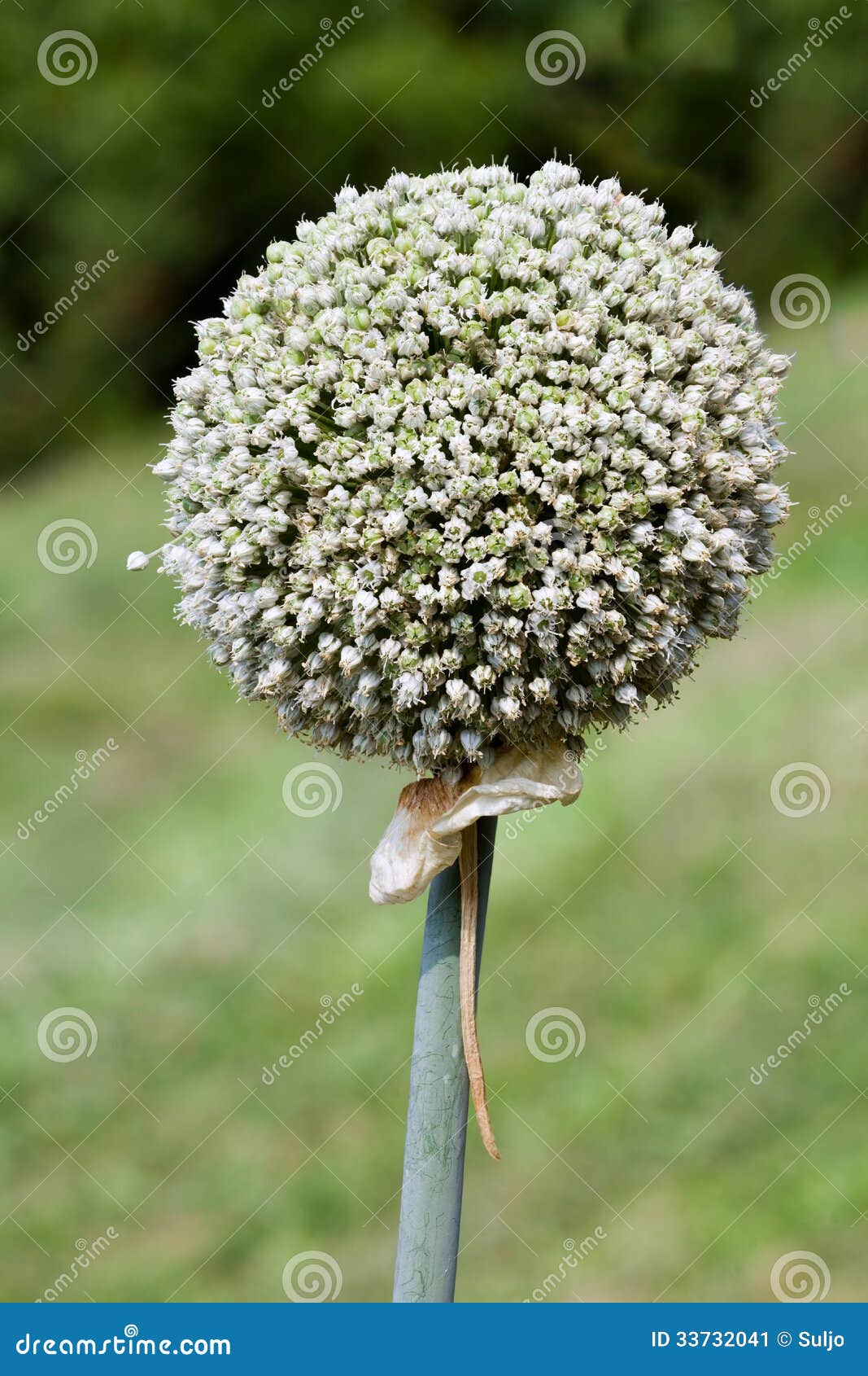 Knoblauch-Samen stockbild. Bild von block, betrieb, stamm - 33732041