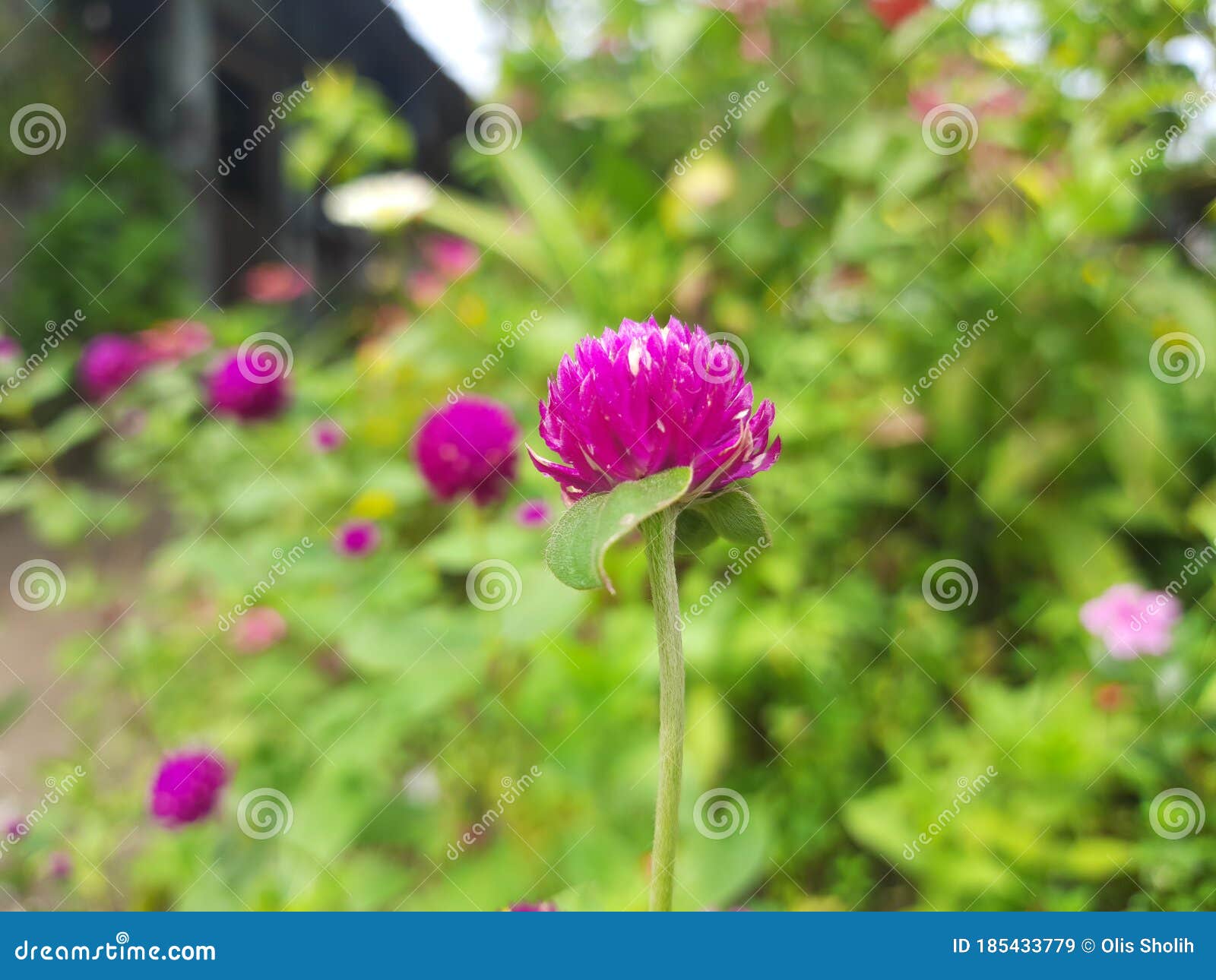 Knobs or Button Flowers or Ratna Flowers & X28;Gomphrena Globosa& X29 ...