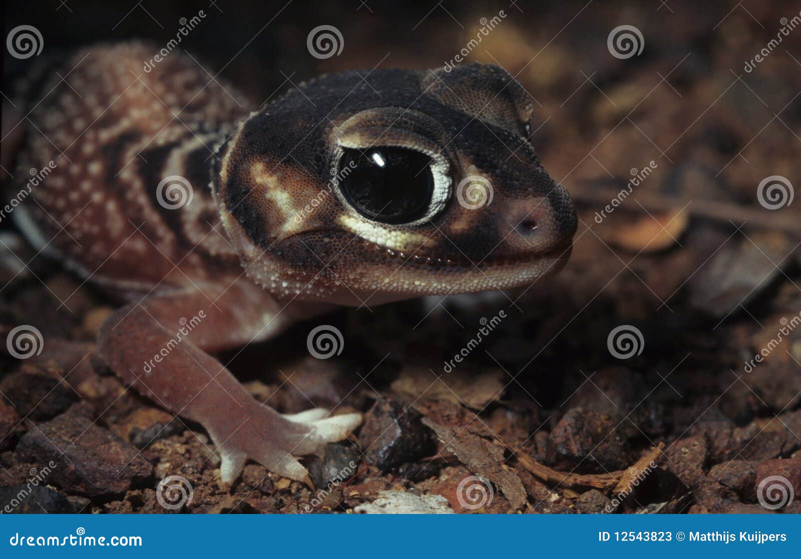 Knobtail gecko stock image. Image of knobtail, geckos - 12543823