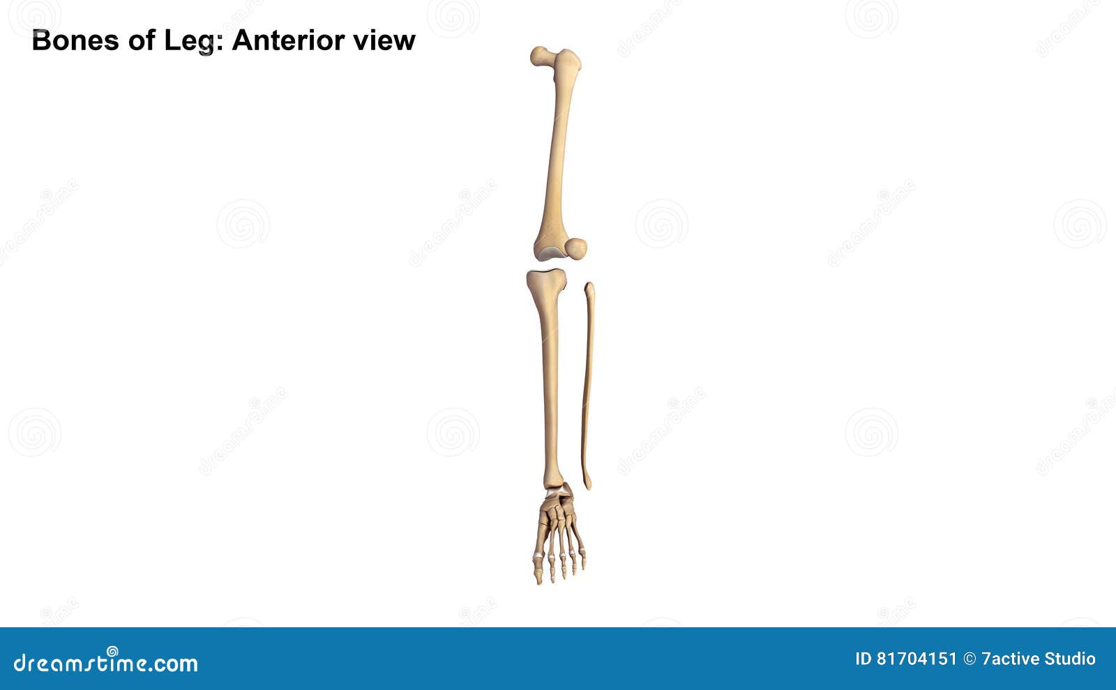 Knochen Der Bein-Vorderansicht Stockbild - Bild von hinterteil, glied ...