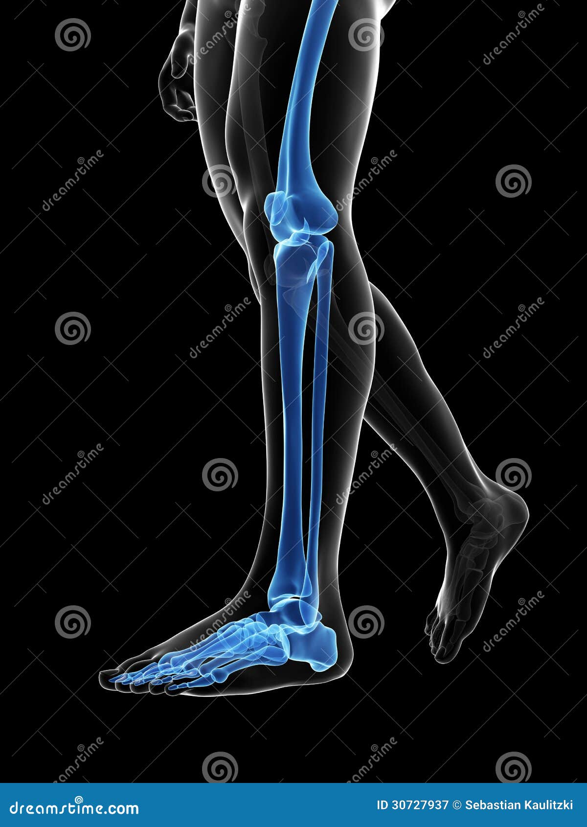 Knochen der Beine stock abbildung. Illustration von abbildung - 30727937