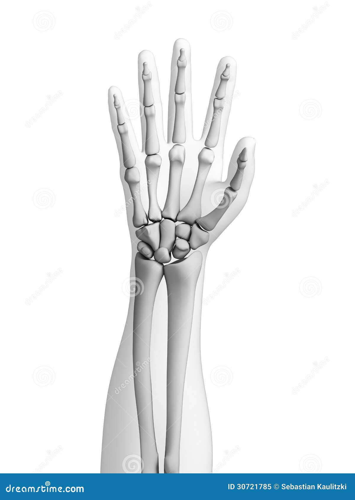 Knochen der Hand stock abbildung. Illustration von anatomie - 30721785
