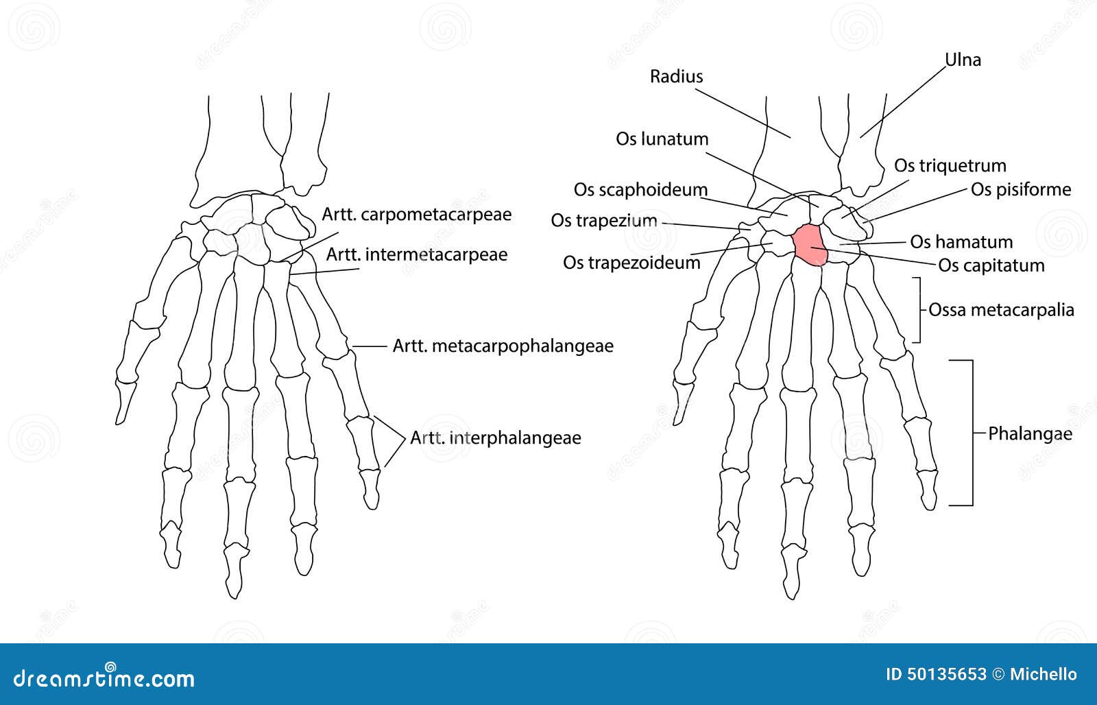 Knochen Der Linken Hand Vektor Abbildung - Bild: 50135653