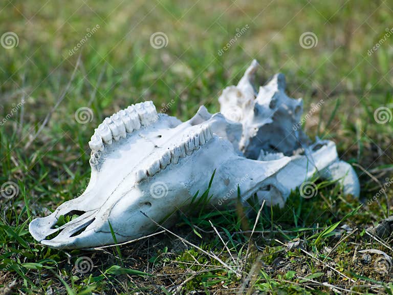 Knochen der Tiere stockfoto. Bild von haustiere, tier - 28883048