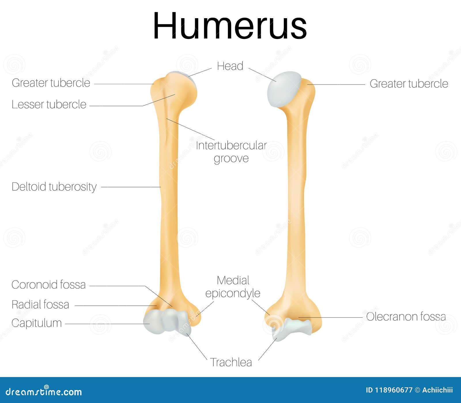 Knochen des Humerus vektor abbildung. Illustration von gesund - 118960677