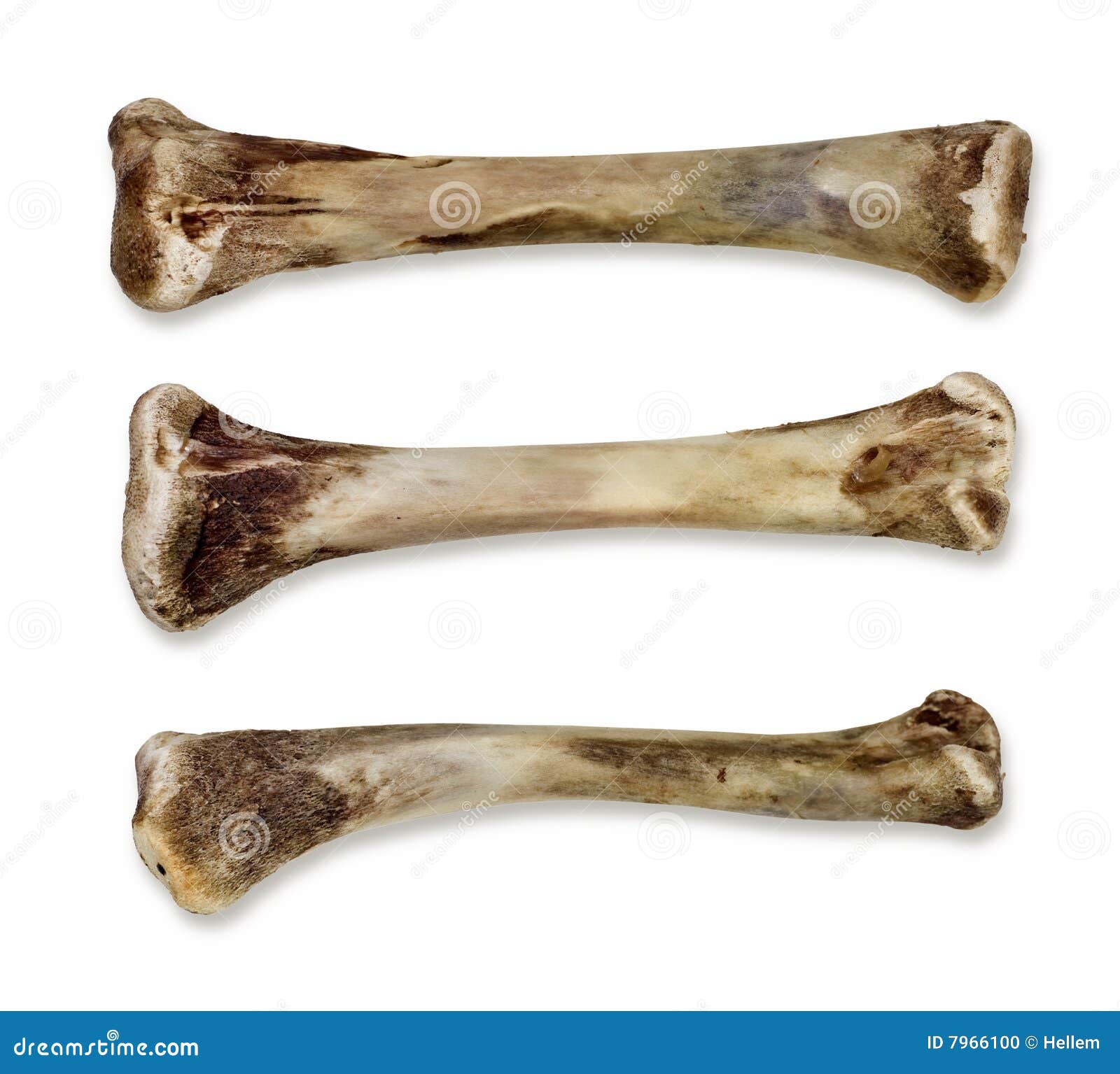 Knochen - getrennt stockfoto. Bild von skelett, getrennt - 7966100