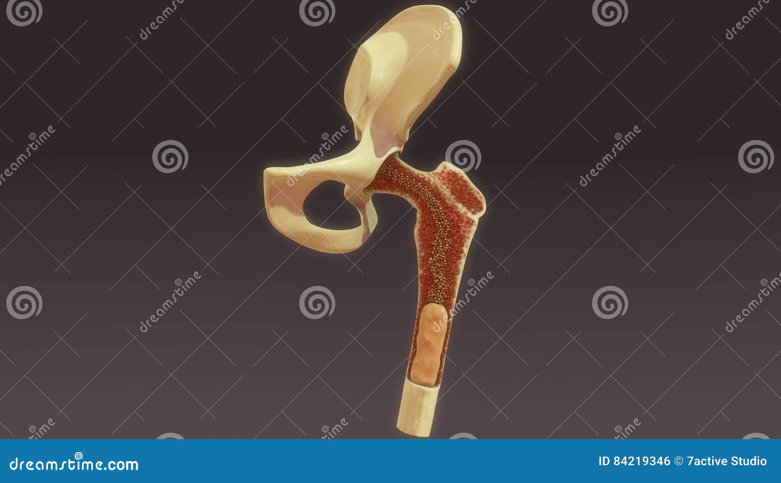 Knochenmark Front View stock abbildung. Illustration von knorpel - 84219346