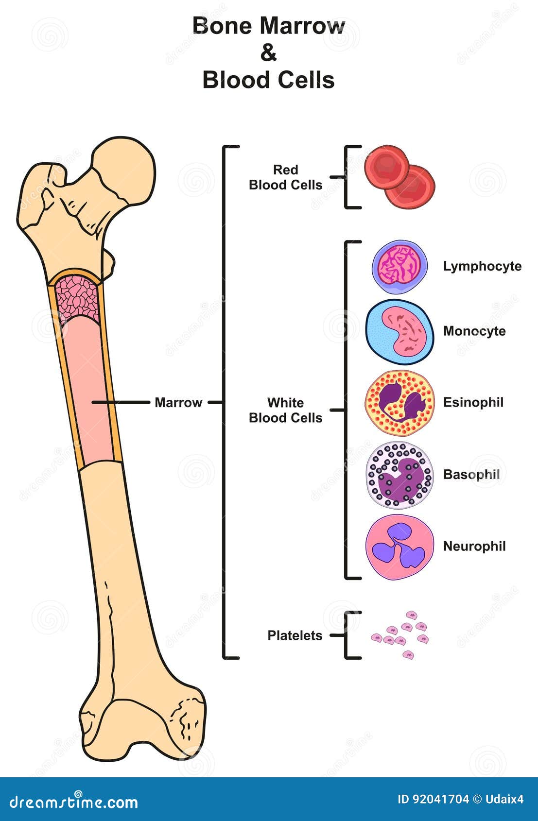 Knochenmark u. Blutzellen vektor abbildung. Illustration von biologie ...