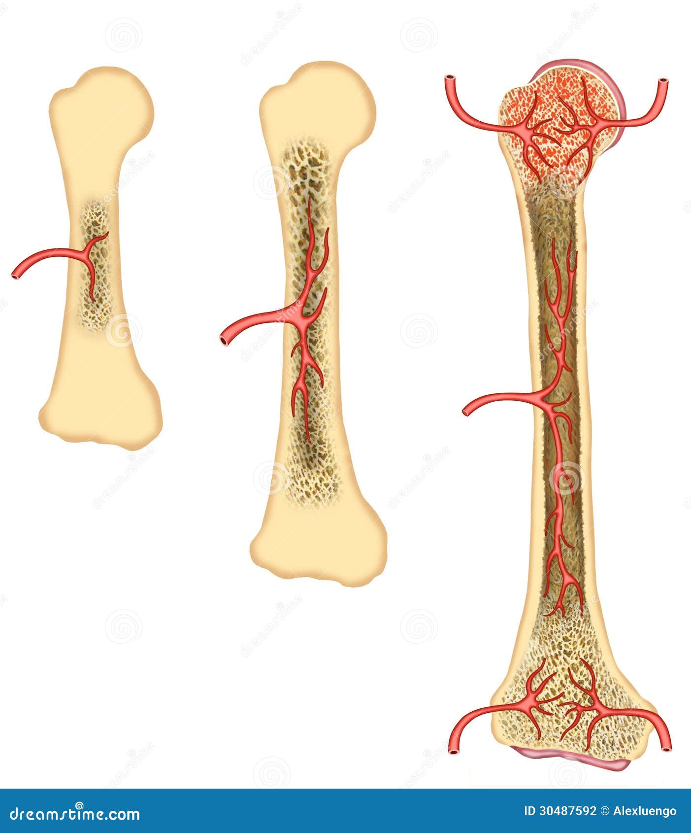 Knochenwachstum stock abbildung. Illustration von skelett - 30487592