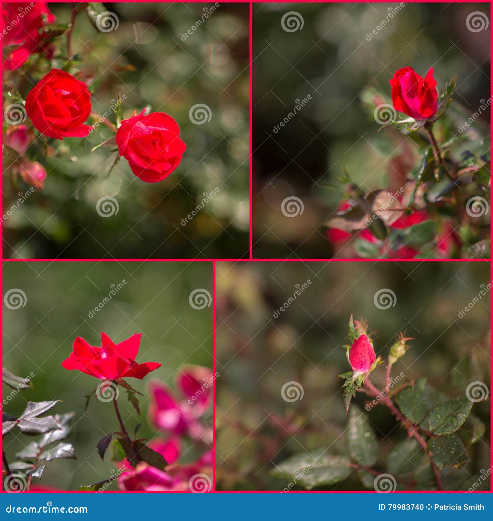 Knockout red roses collage stock photo. Image of pretty - 79983740