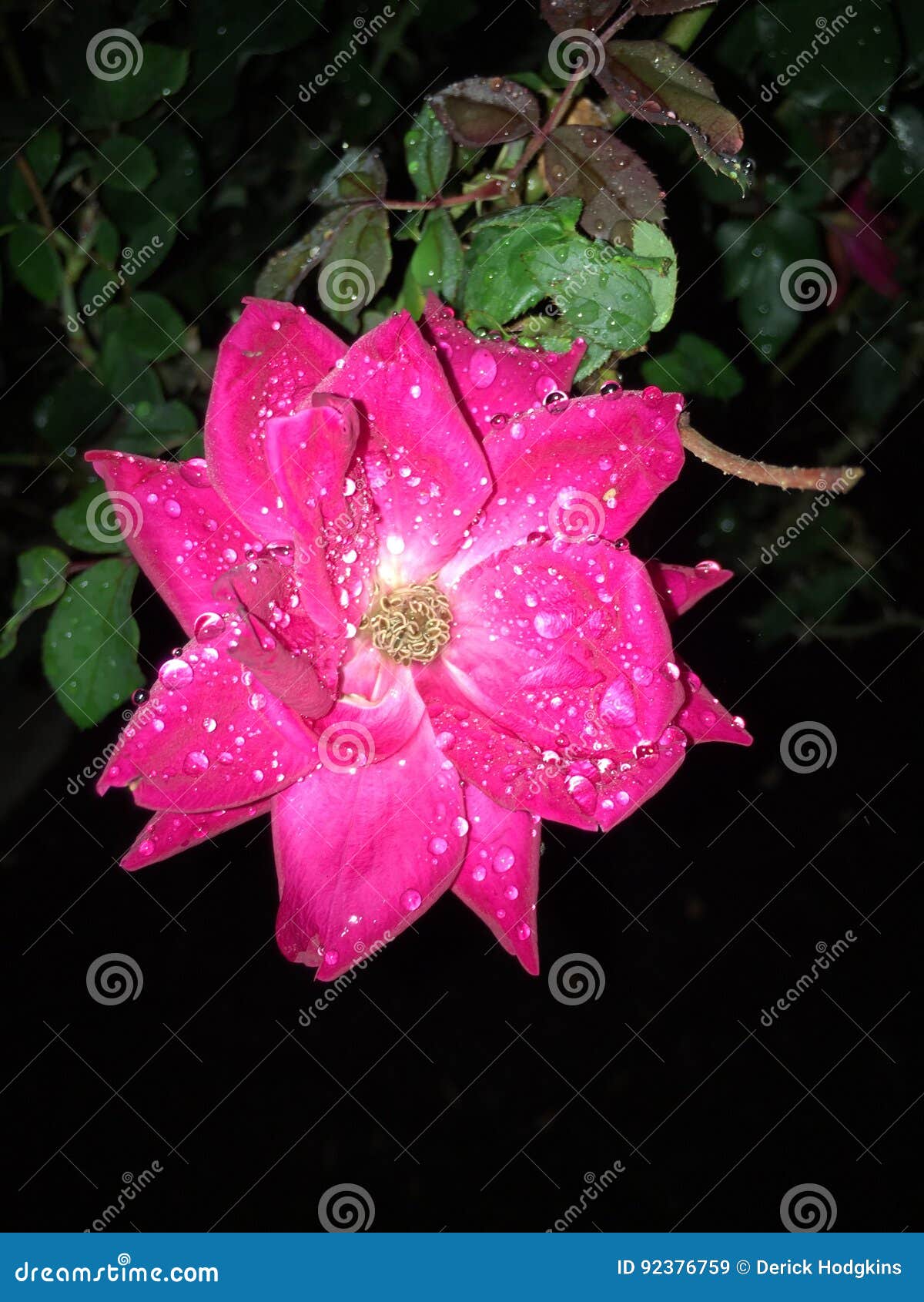 Knockout stock image. Image of knockout, garden, thunderstorm - 92376759