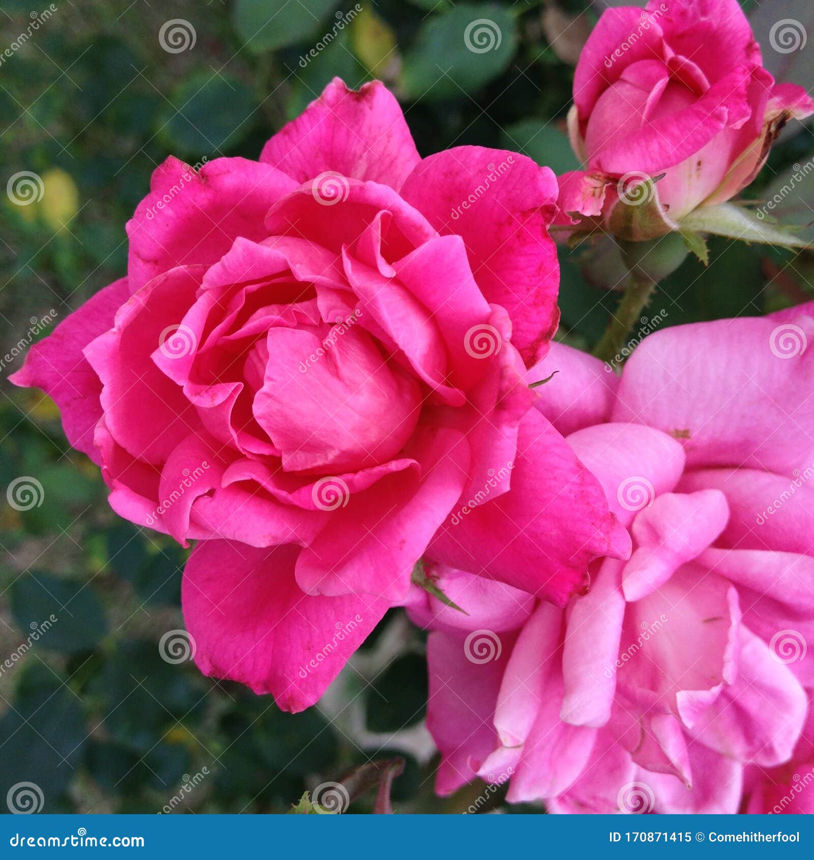 Knockout roses pink stock image. Image of beautiful - 170871415