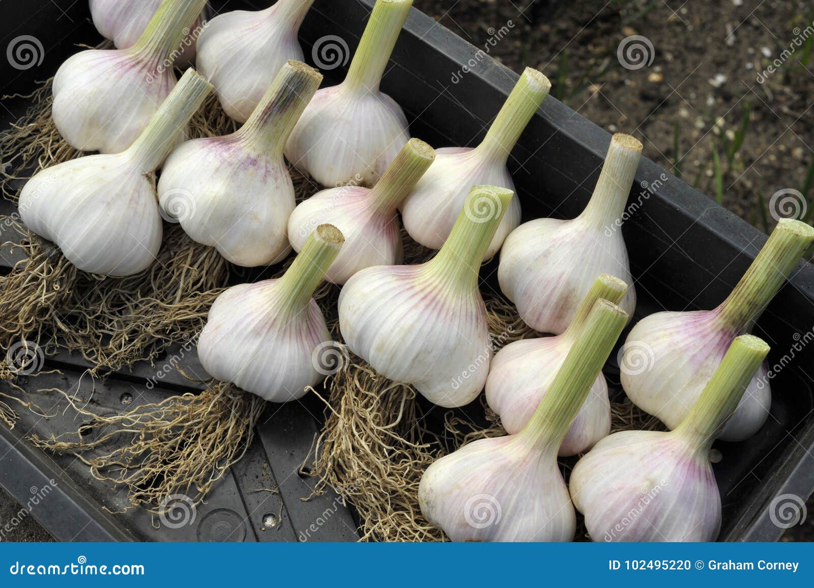 Knoflook stock foto. Image of plantaardig, drogen, groei - 102495220