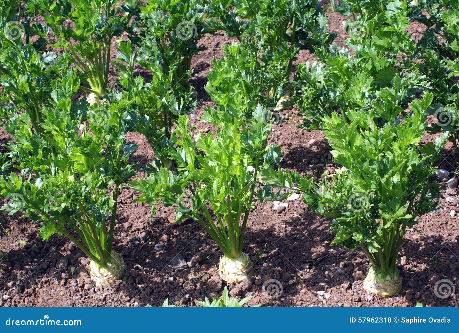 Knolselder Het Groeien in Moestuin Stock Foto - Image of voeding ...