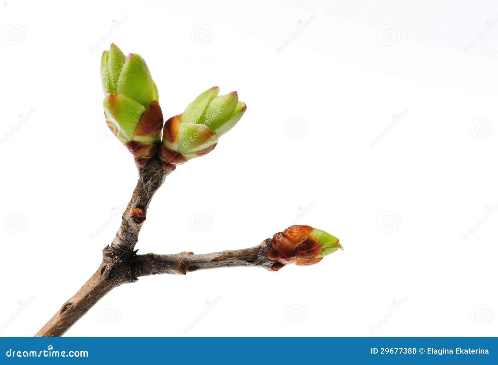 Knop Op Tak Stock Foto - Afbeelding: 29677380