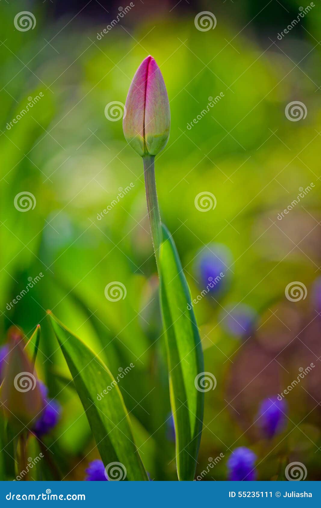 Knop van tulp stock afbeelding. Image of onscherp, gazon - 55235111
