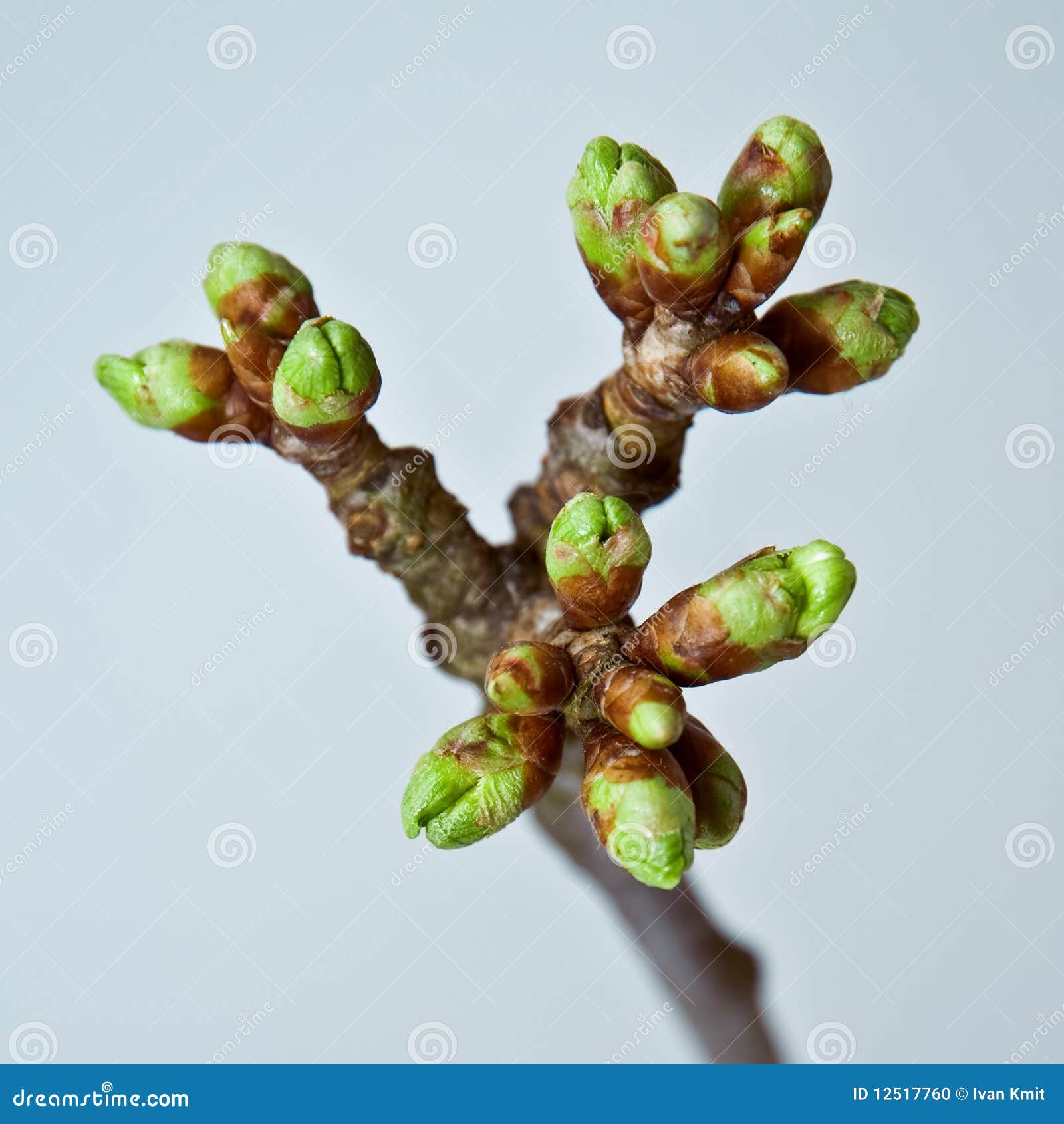 Knoppen stock foto. Image of plantkunde, voorwerp, achtergrond - 12517760