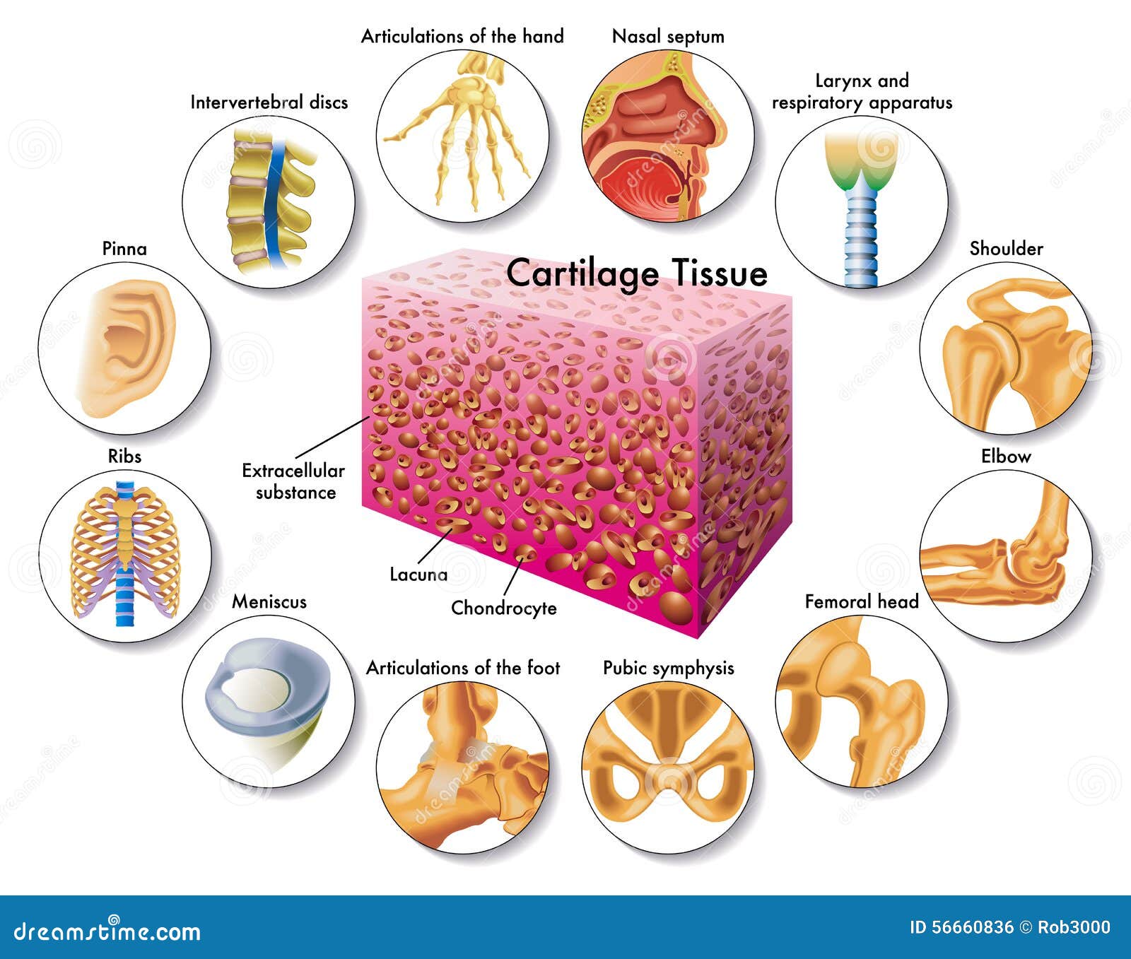 Knorpelgewebe vektor abbildung. Illustration von scheidewand - 56660836