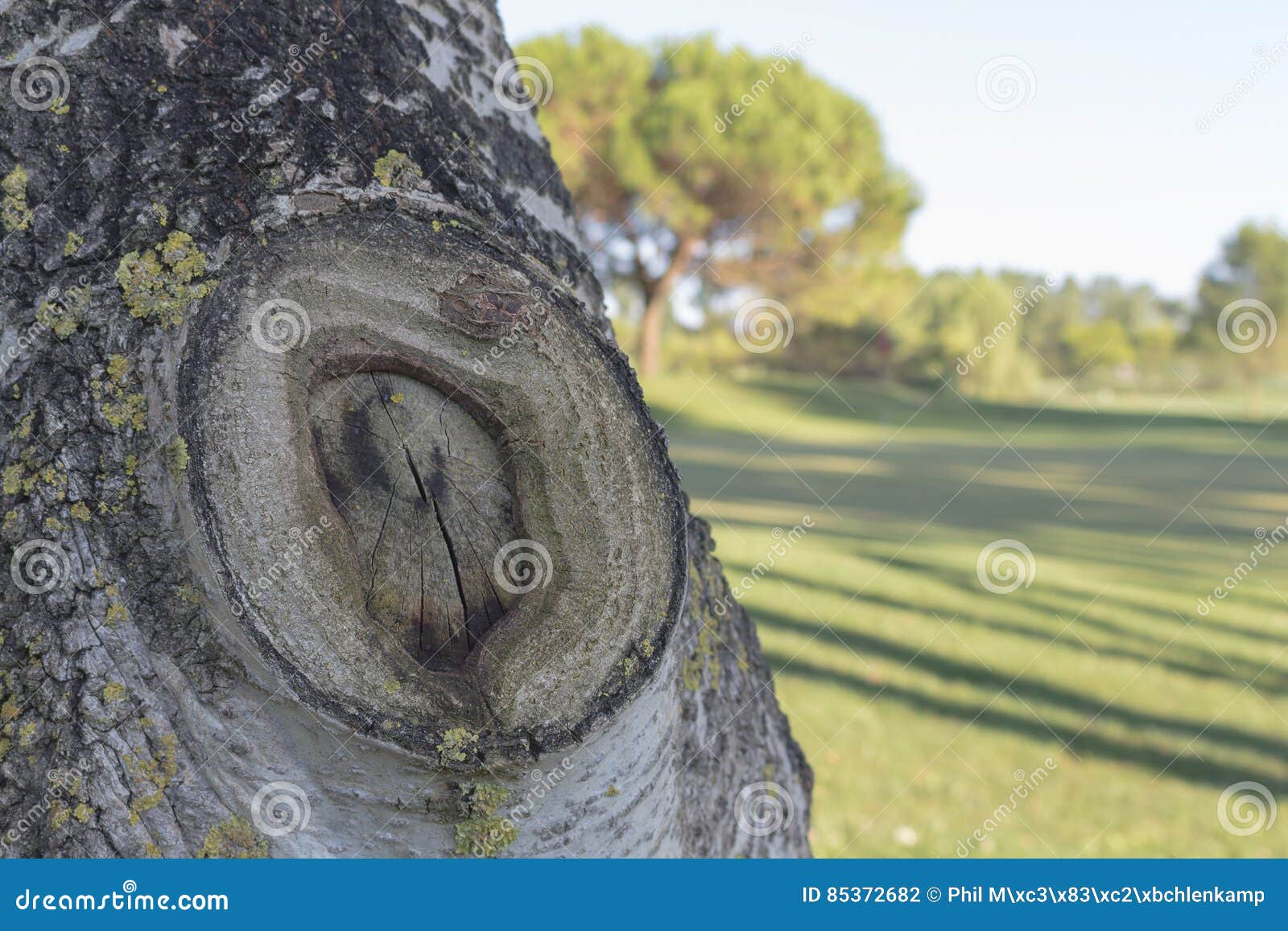Knot on the Bark of a Birch Tree on the Greenfield of a Golf Course in ...