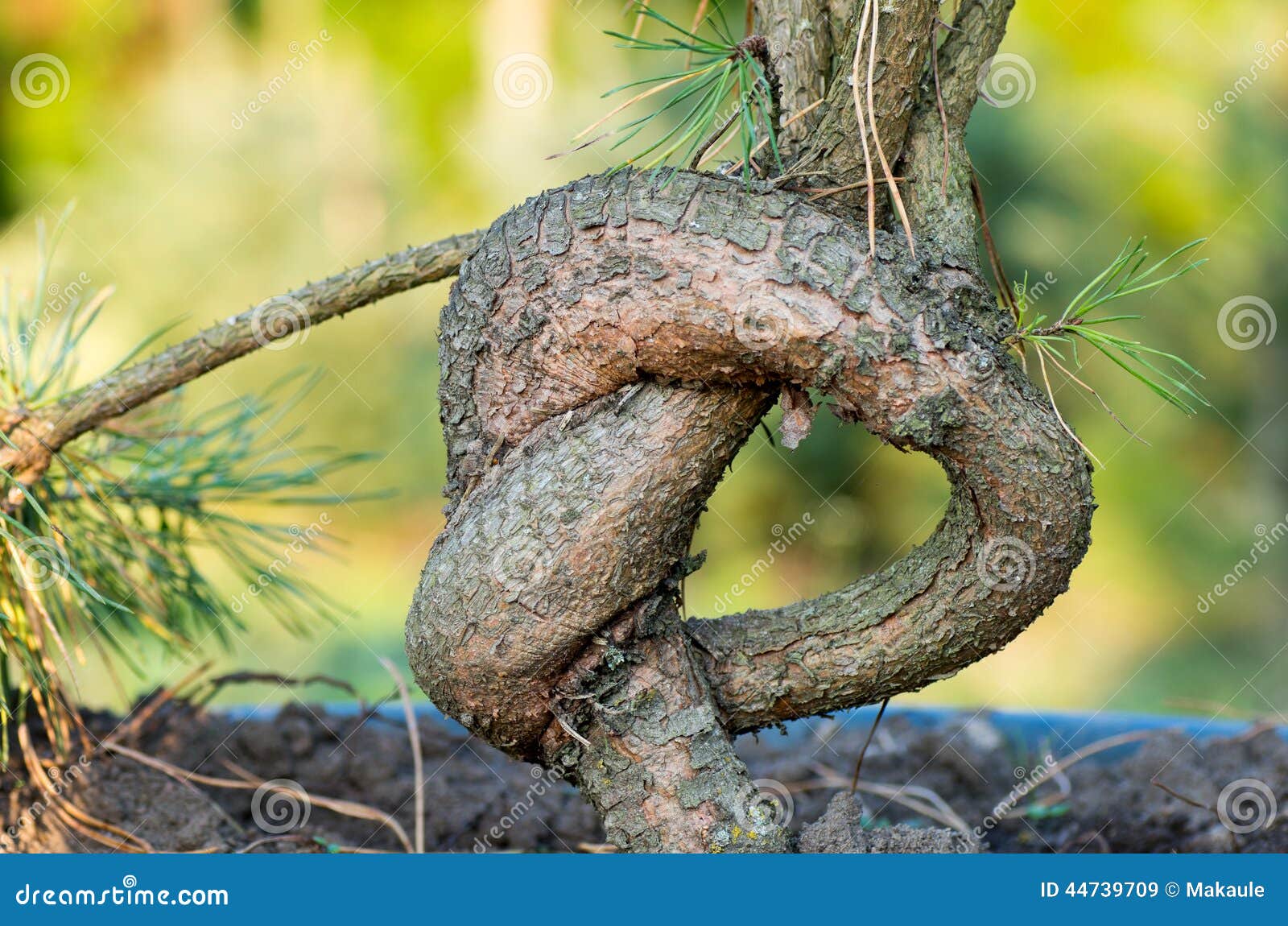 The knot stock image. Image of twirl, natural, thick - 44739709