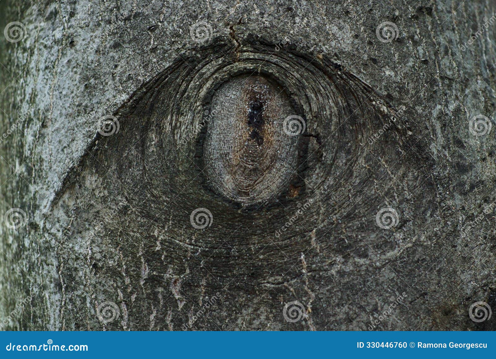 The Knot Created on the Bark of a Tree after Cutting a Branch Callus on ...