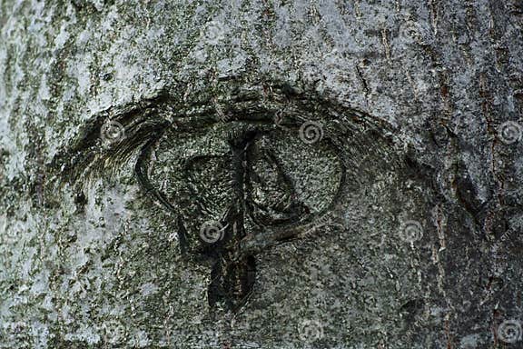 The Knot Created on the Bark of a Tree after Cutting a Branch Callus on ...