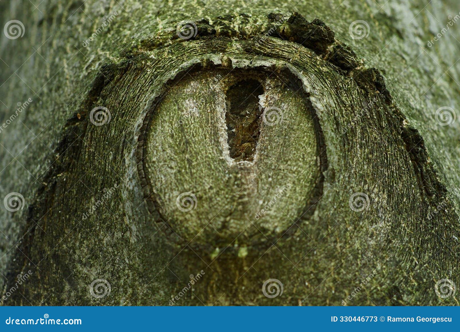 The Knot Created on the Bark of a Tree after Cutting a Branch Callus on ...