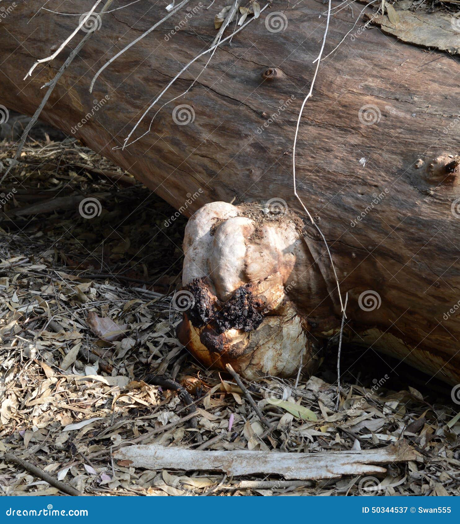 Knot disease on the tree. stock image. Image of forest - 50344537