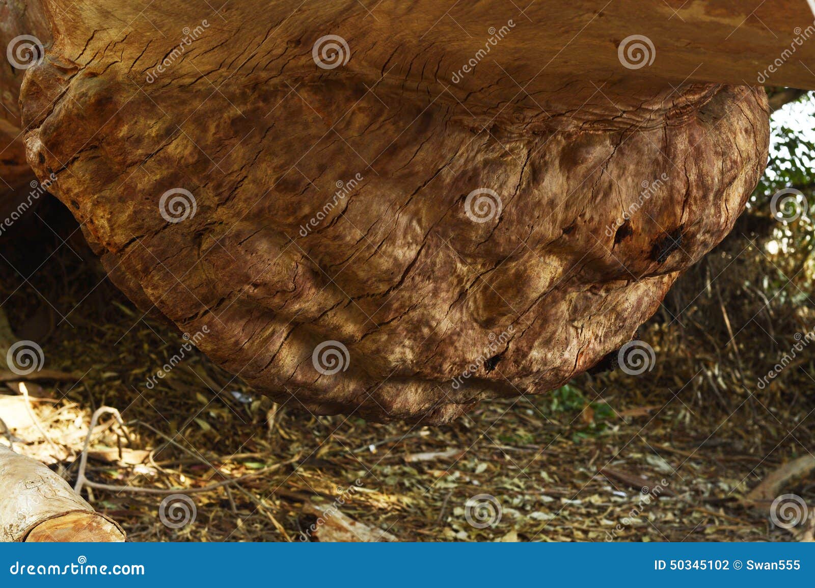 Knot disease on the tree. stock photo. Image of lumber - 50345102