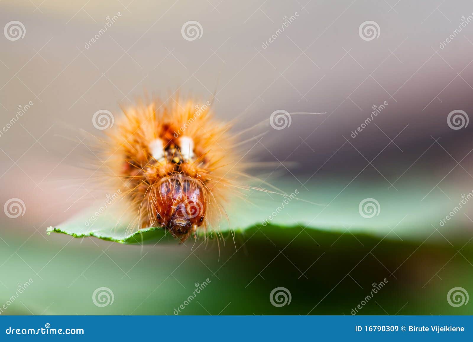 Knot Grass (Acronicta Rumicis) Stock Image - Image of brown, nature ...